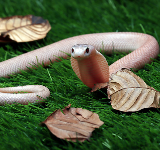 Snake Species of Kentucky | X-iT Pest & Wildlife Solutions