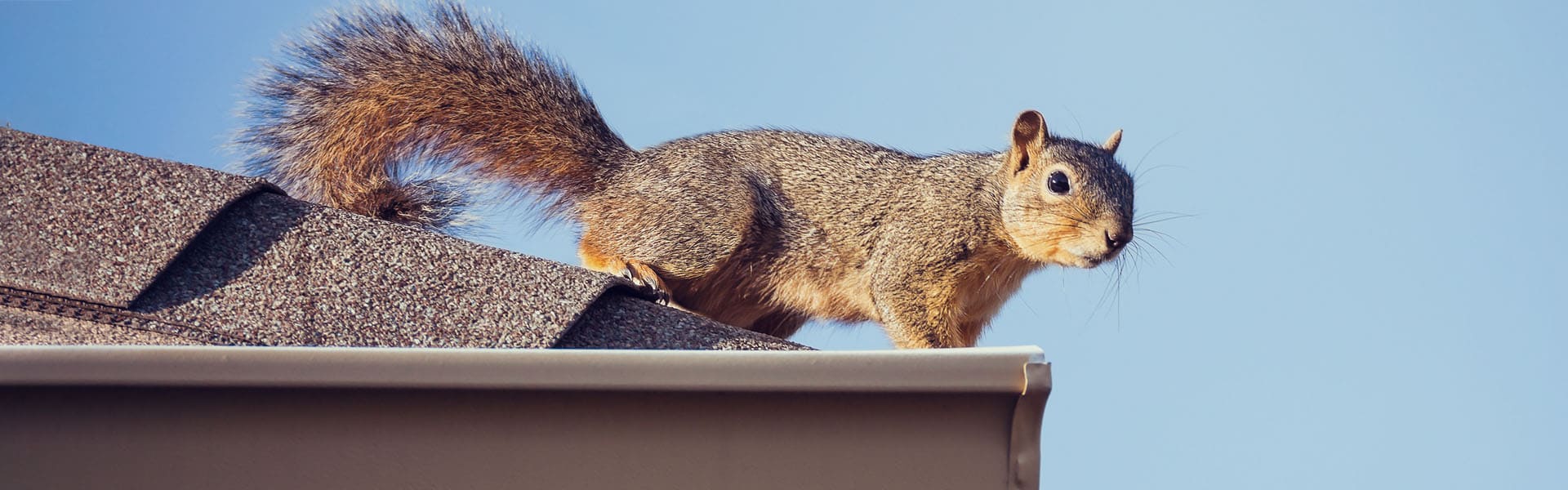 Lexington Squirrel Control | Central Kentucky Squirrel Trapping