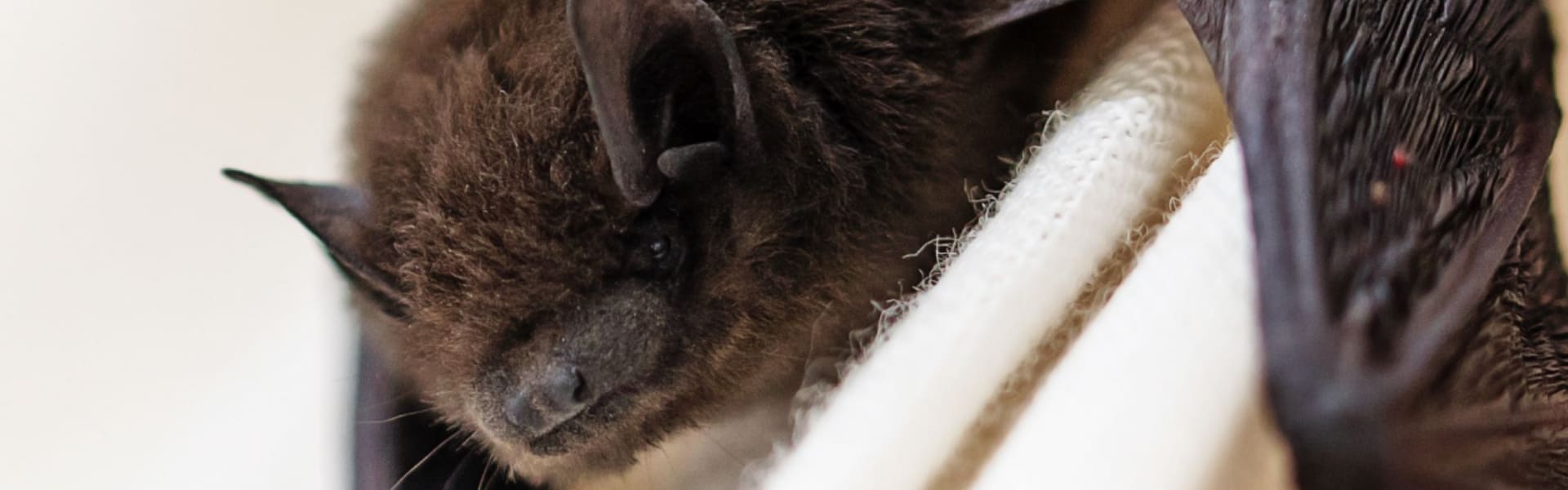Lexington Bat Removal | Bat Exclusion Service
