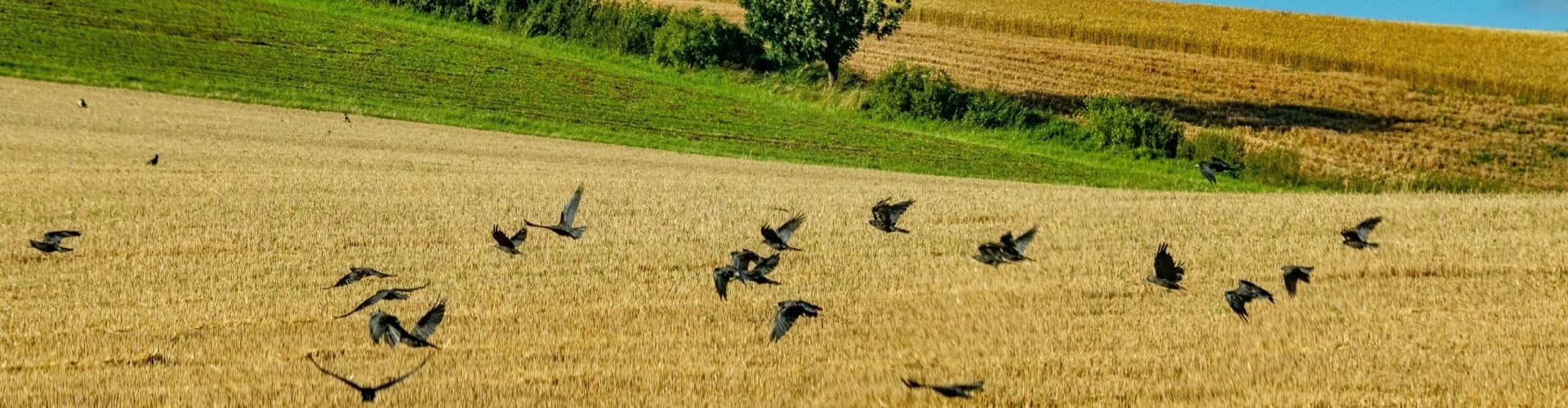 Lexington Bird Control | Expert Bird Removal Service