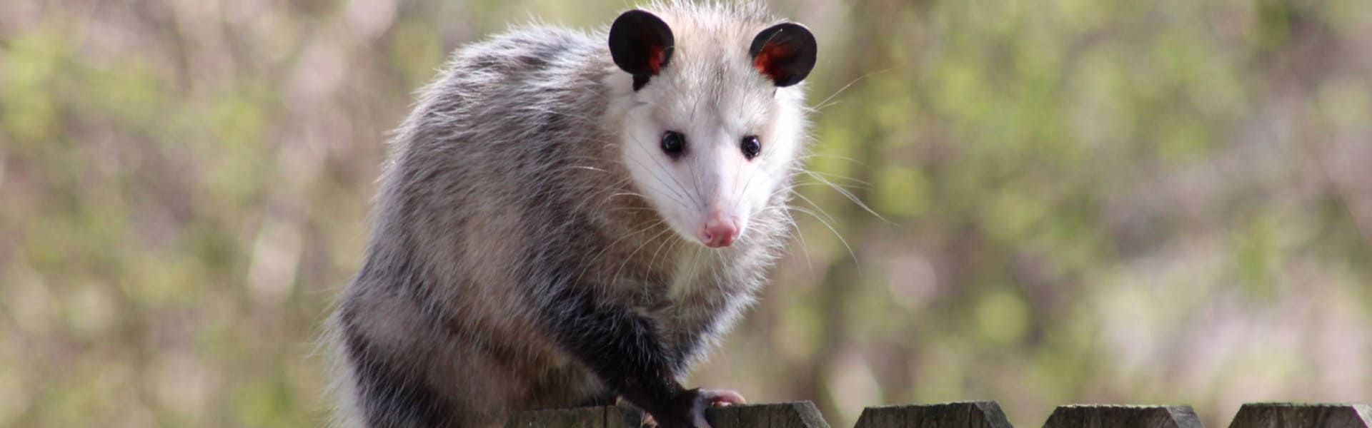Lexington Opossum Control | Expert Opossum Trapping