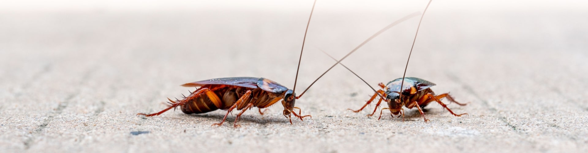 Lexington Cockroach Control | Local Lexington Roach Exterminator