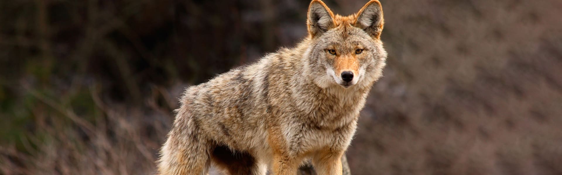 Lexington Coyote Trapping | Expert Coyote Trap & Removal